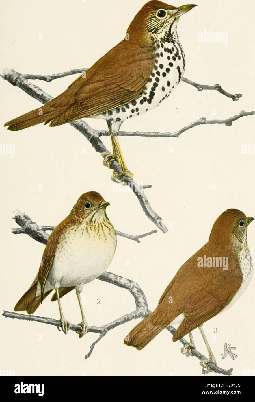 'Bird-Lore' is a 1907 publication dedicated to the study of birds ...