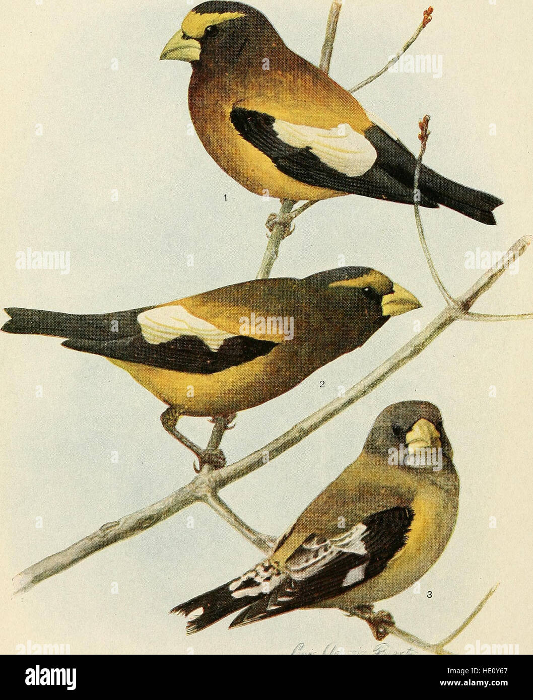 'Bird Lore' (1911) is a publication focused on the study and ...