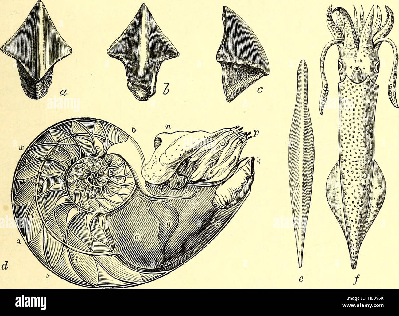 This 1907 guide provides an overview of fossil invertebrate animals ...