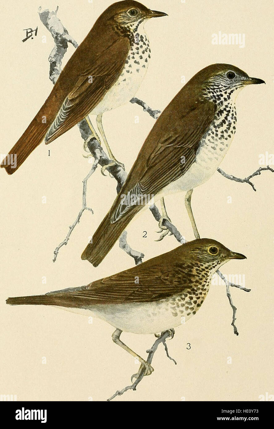 *Bird Lore* (1907) is a periodical focused on ornithology, providing ...