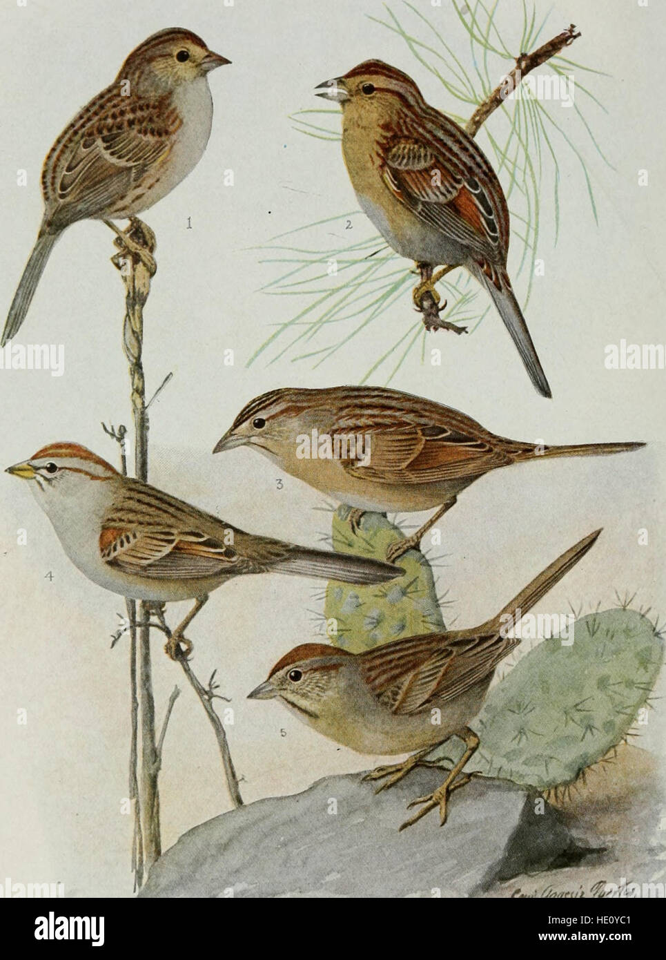 *Bird-Lore* (1914) is a journal dedicated to the study of birds ...