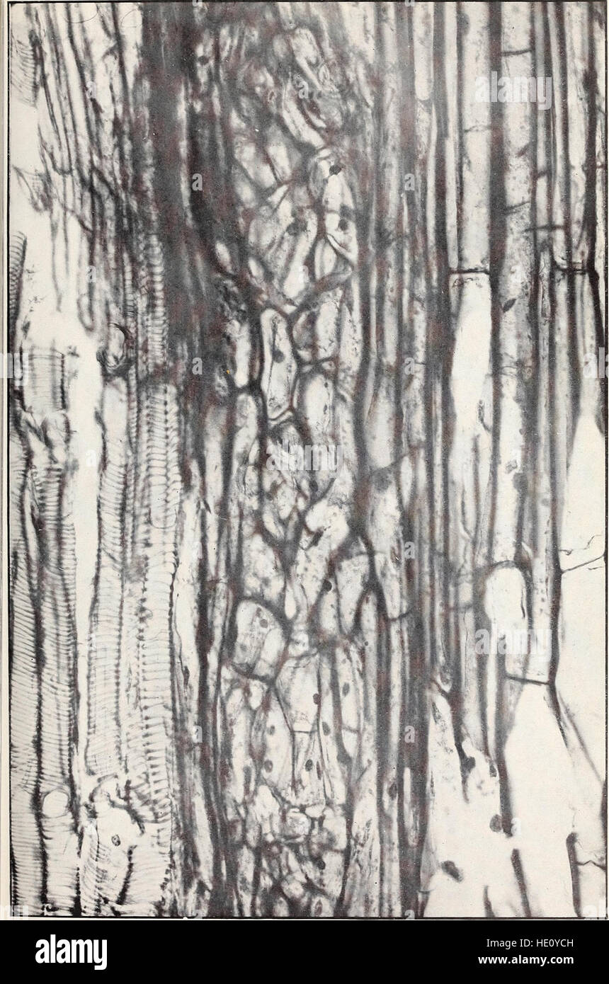 'The Structure and Development of Crown Gall' (1912) explores the ...