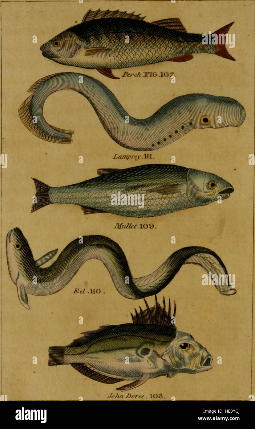 *Natural History of Birds, Fish, Insects, and Reptiles* (1808) offers a ...