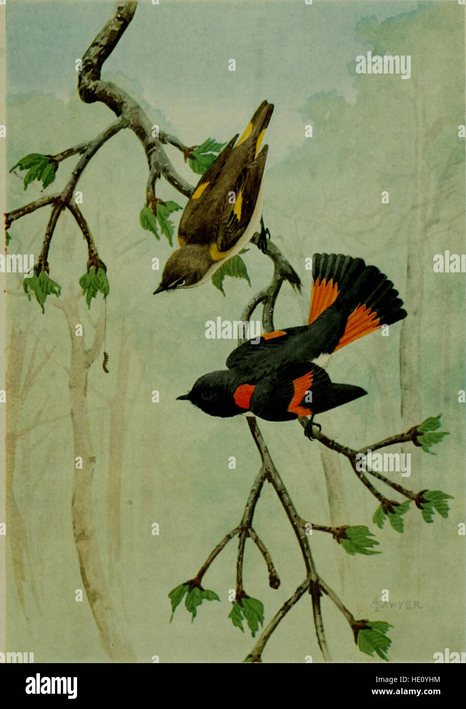 A 1916 publication dedicated to bird studies, focusing on the habits ...