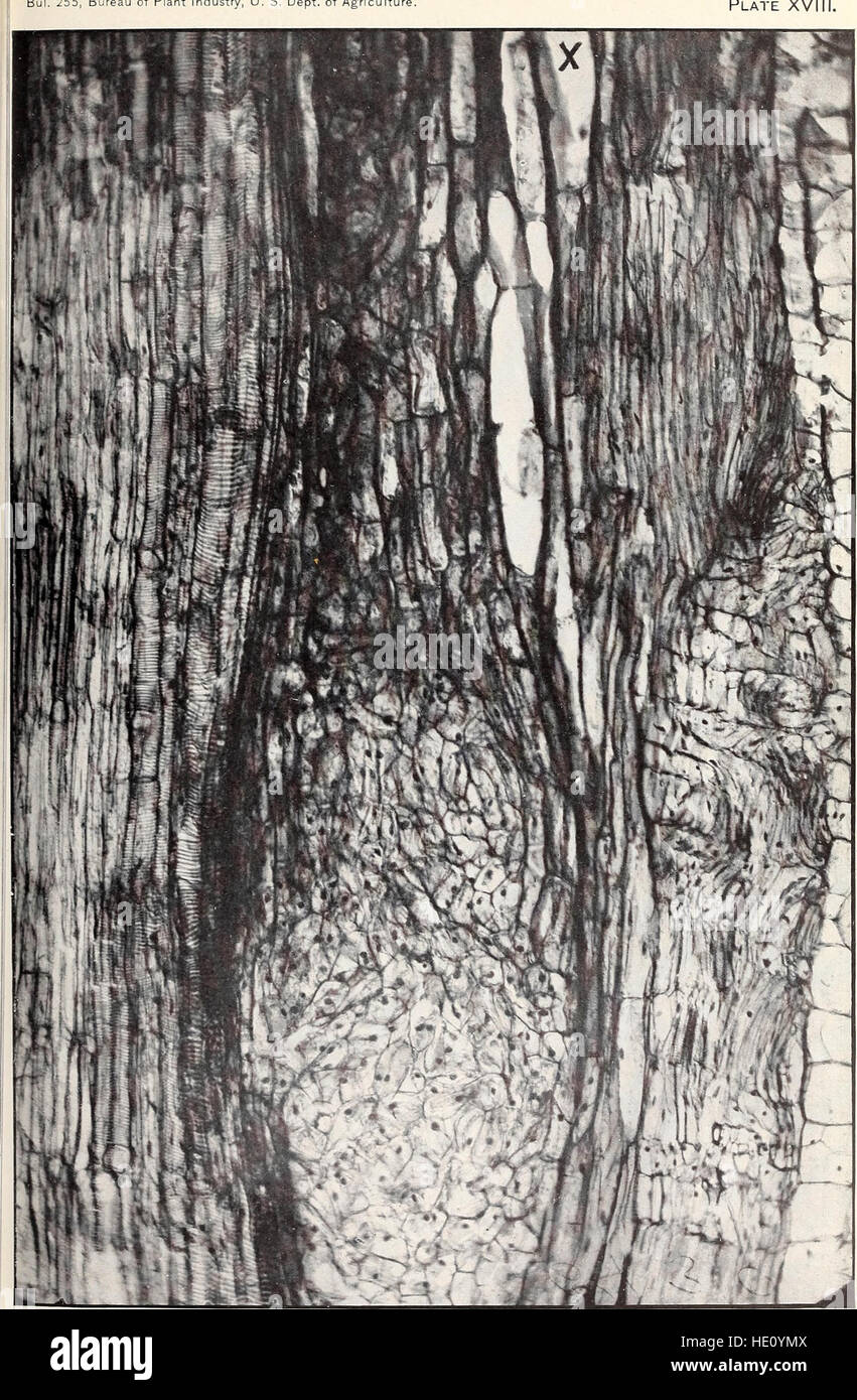 'The Structure and Development of Crown Gall' (1912) explores the ...