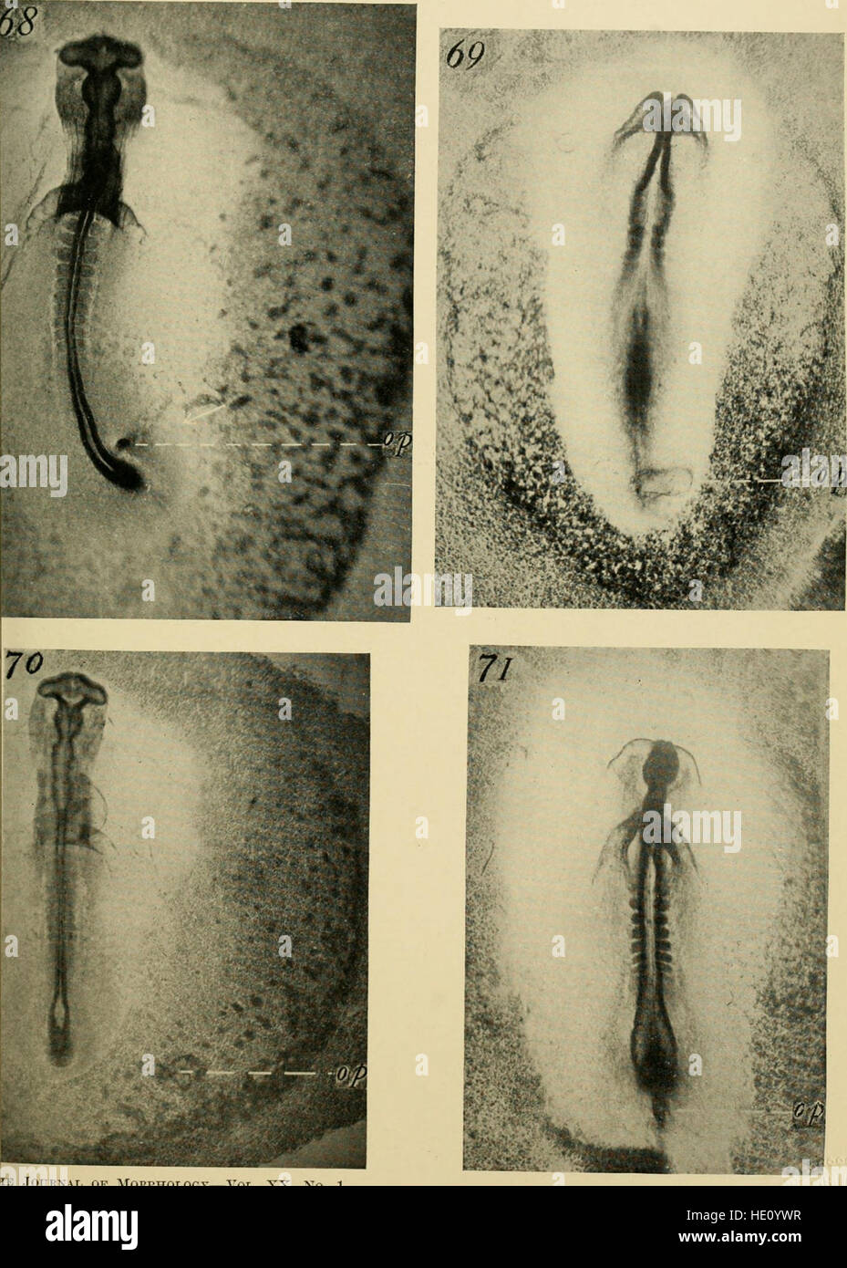 *The Journal of Morphology* (1909) publishes research on biological ...