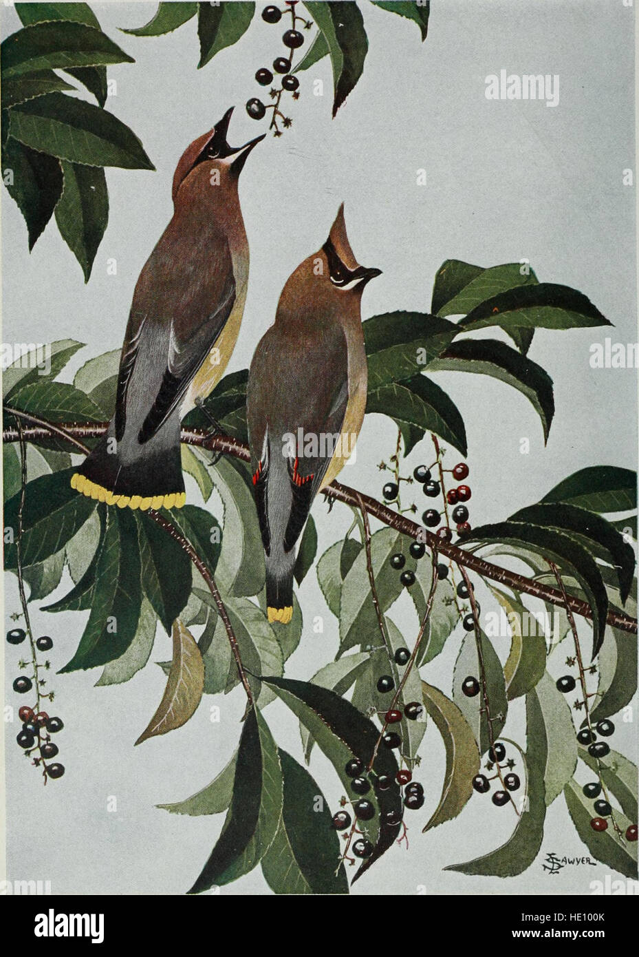 *Bird-lore* (1911) is a journal focusing on the study of birds and ...