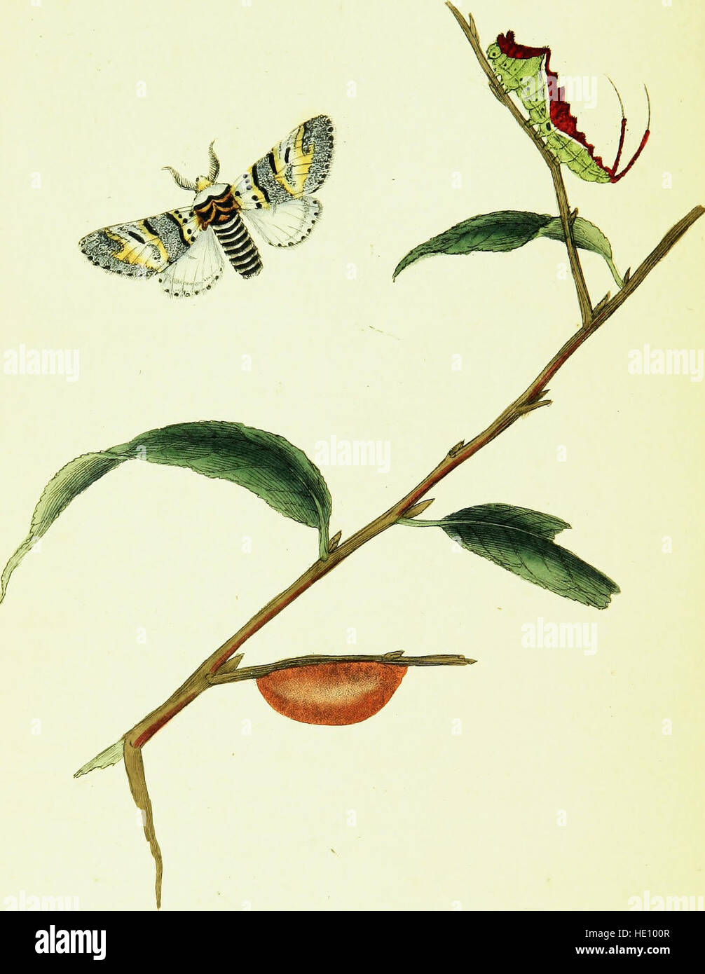 This work on British insects provides detailed explanations of insect ...