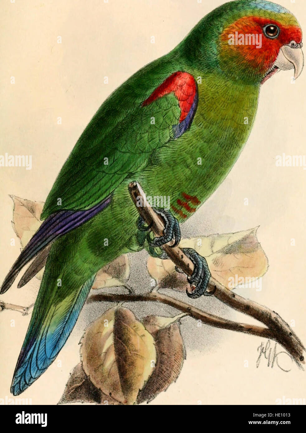 This 1891 catalog provides a comprehensive list and description of bird ...