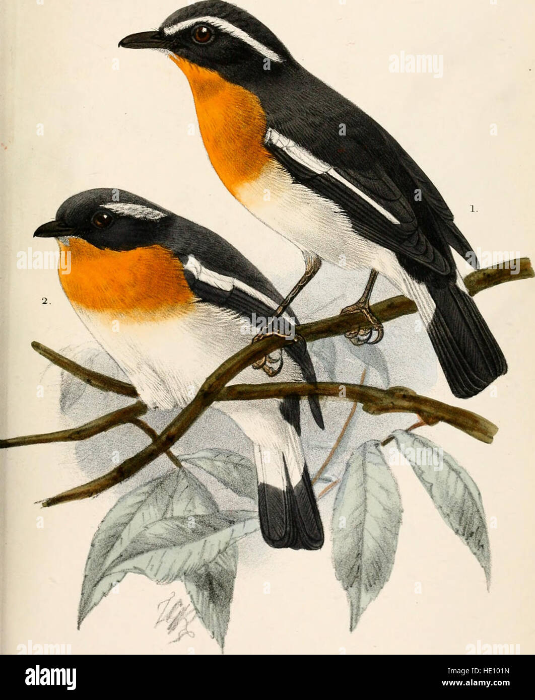 The 'Catalogue of the Birds in the British Museum' (1879) is a detailed ...