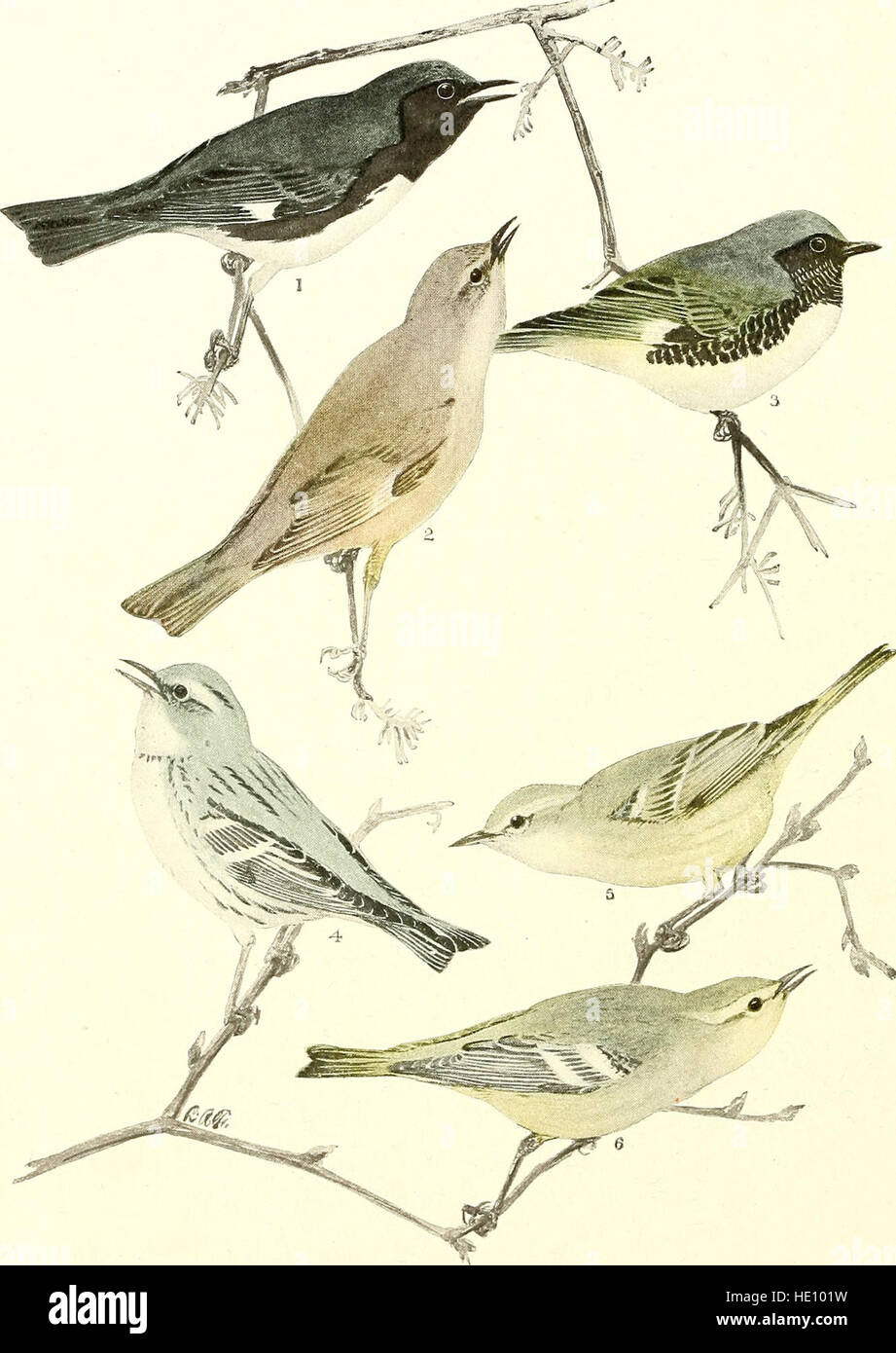 Bird Lore, published in 1906, is a journal focusing on ornithology and ...