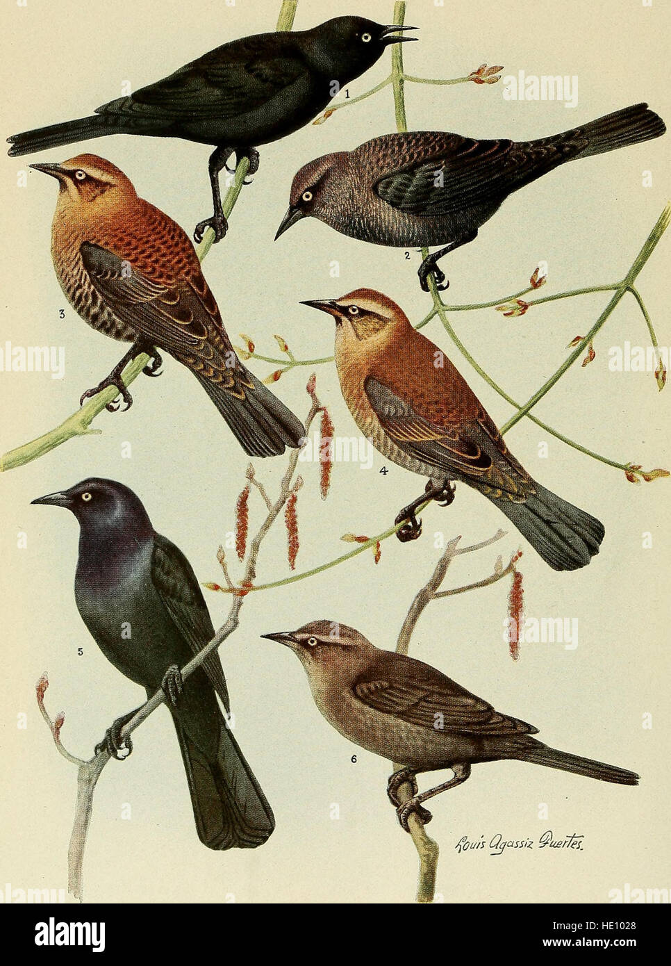 Bird lore (1921 Stock Photo - Alamy