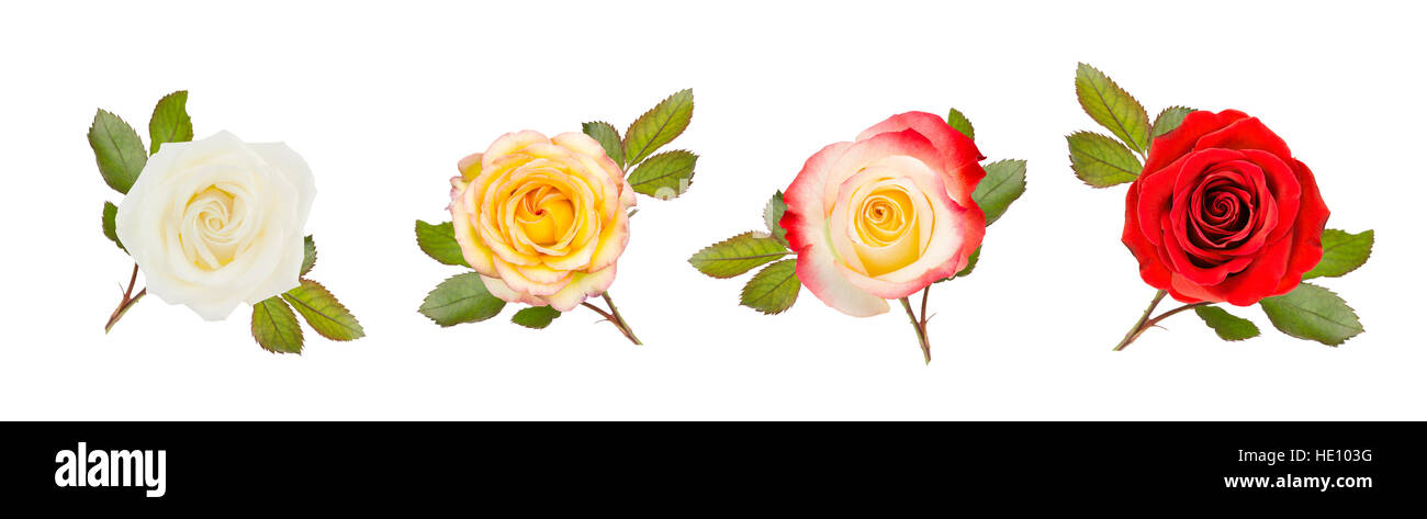 White, yellow and red roses with leaves, isolated on white Stock Photo ...