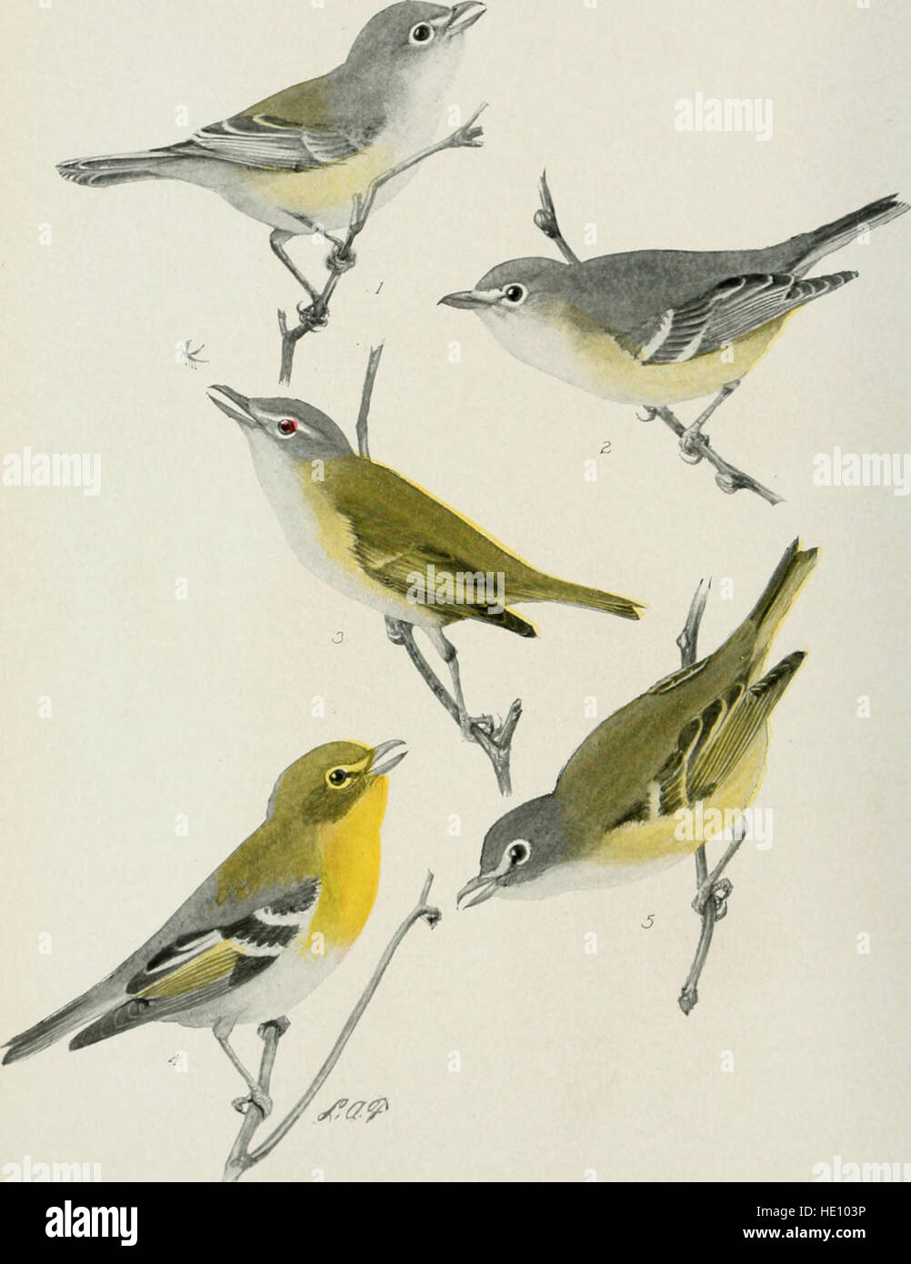 'Bird-lore' from 1909 is a journal dedicated to bird study, focusing on ...