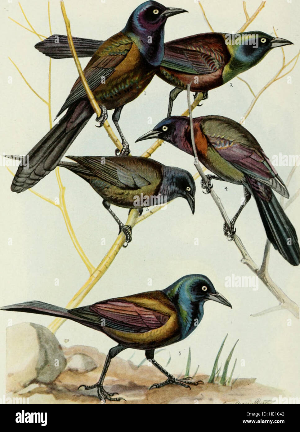 'Bird-lore' (1921) is a publication dedicated to the study and ...