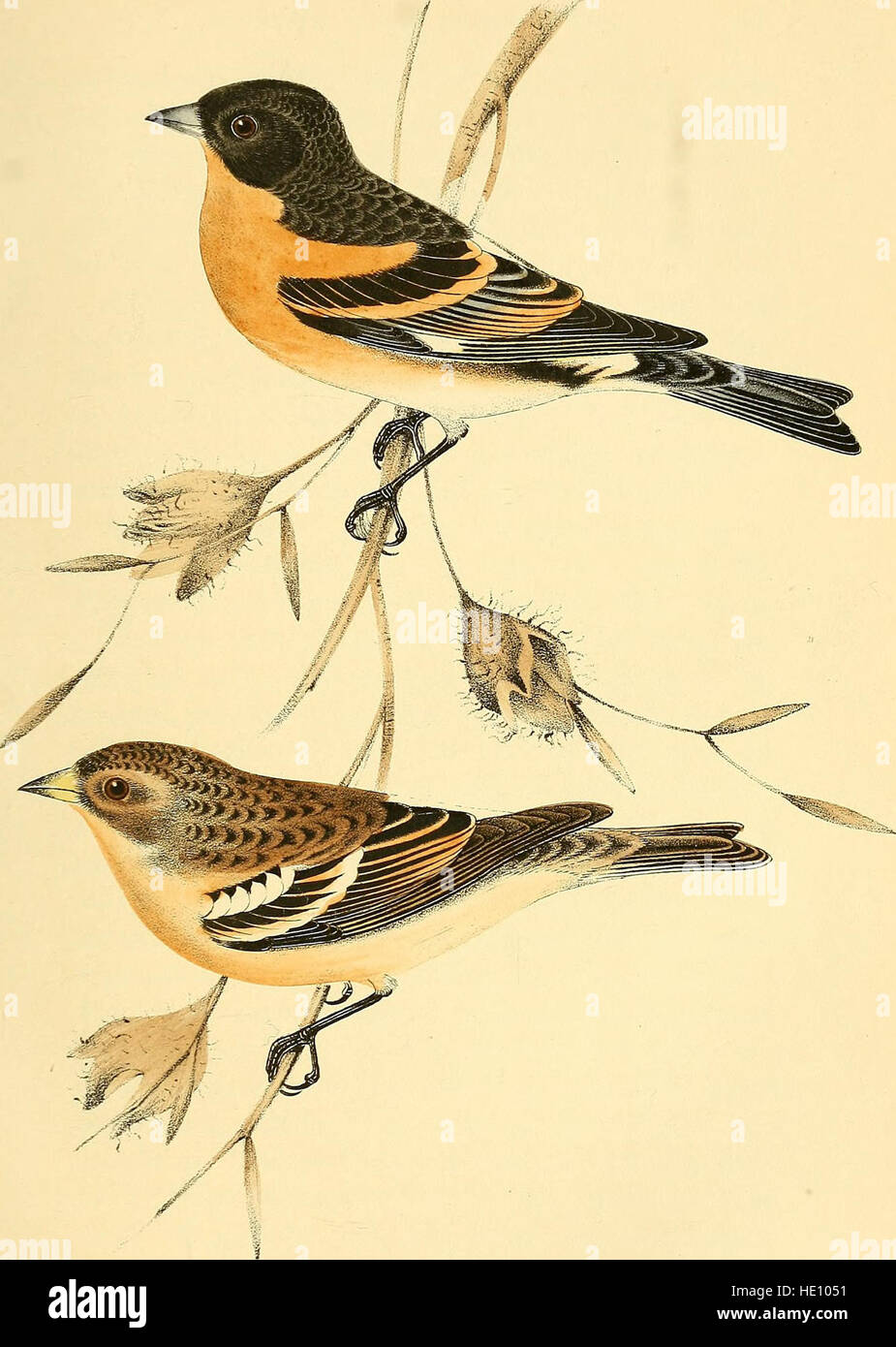 'Coloured Illustrations of British Birds and Their Eggs' (1846 ...