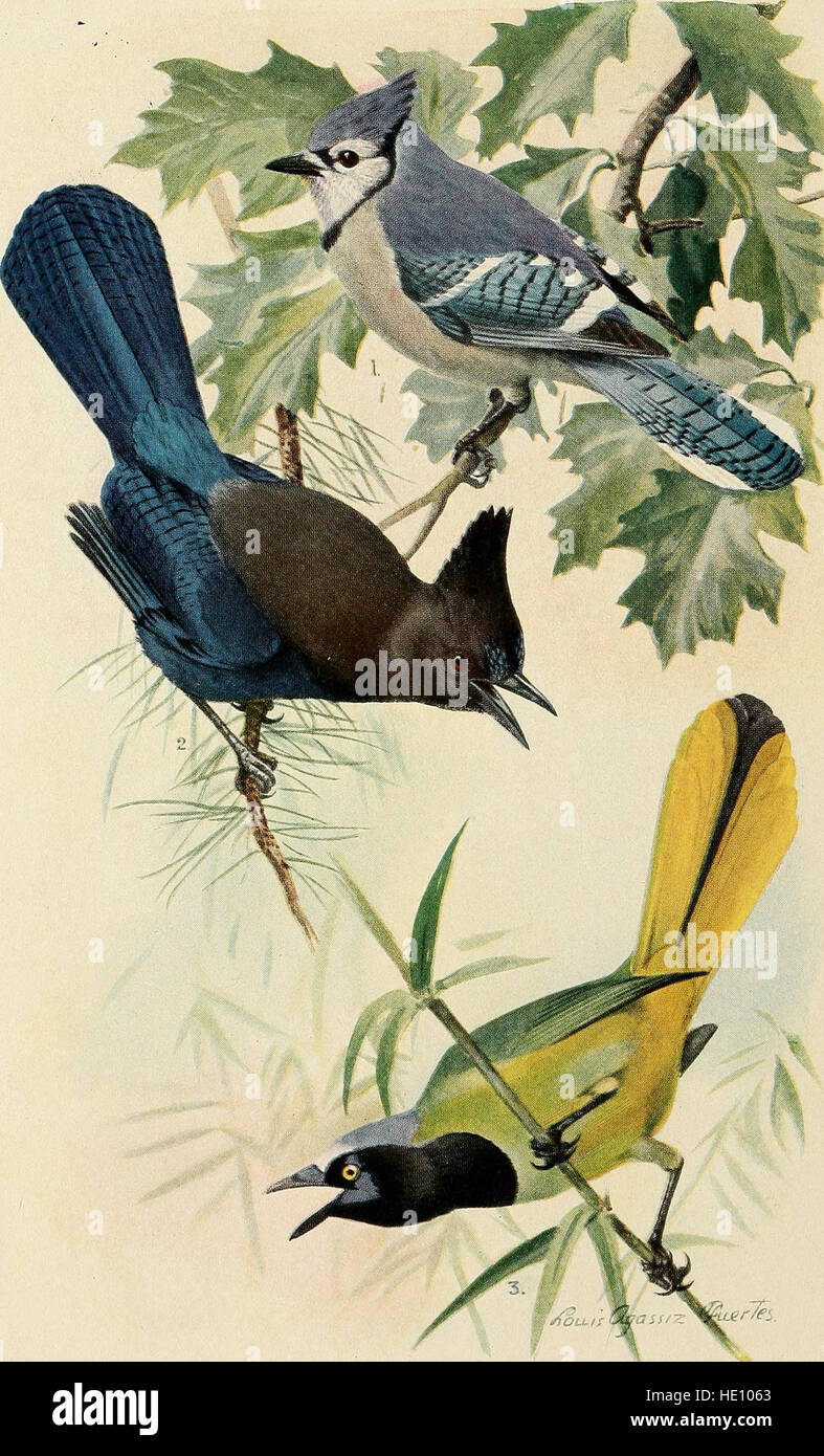 'Bird Lore' (1919) is a comprehensive guide to the study of birds ...