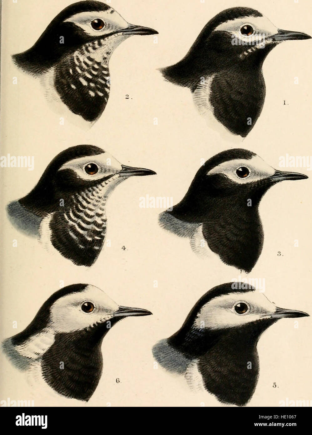 A catalog of bird species housed in the British Museum, compiled in ...