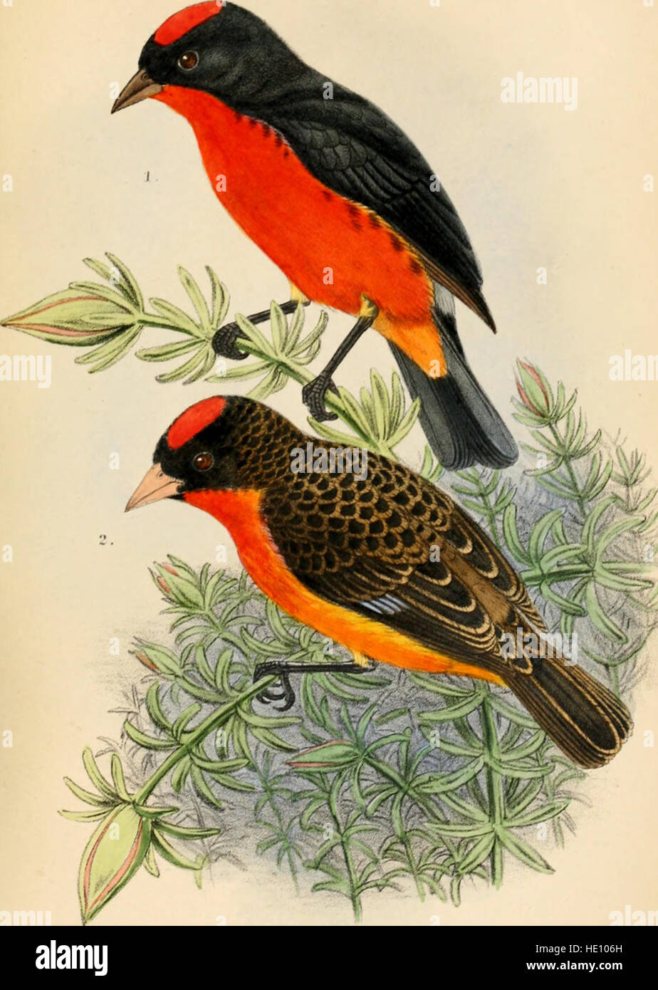 *Catalogue of the Birds in the British Museum* (1888) is a ...