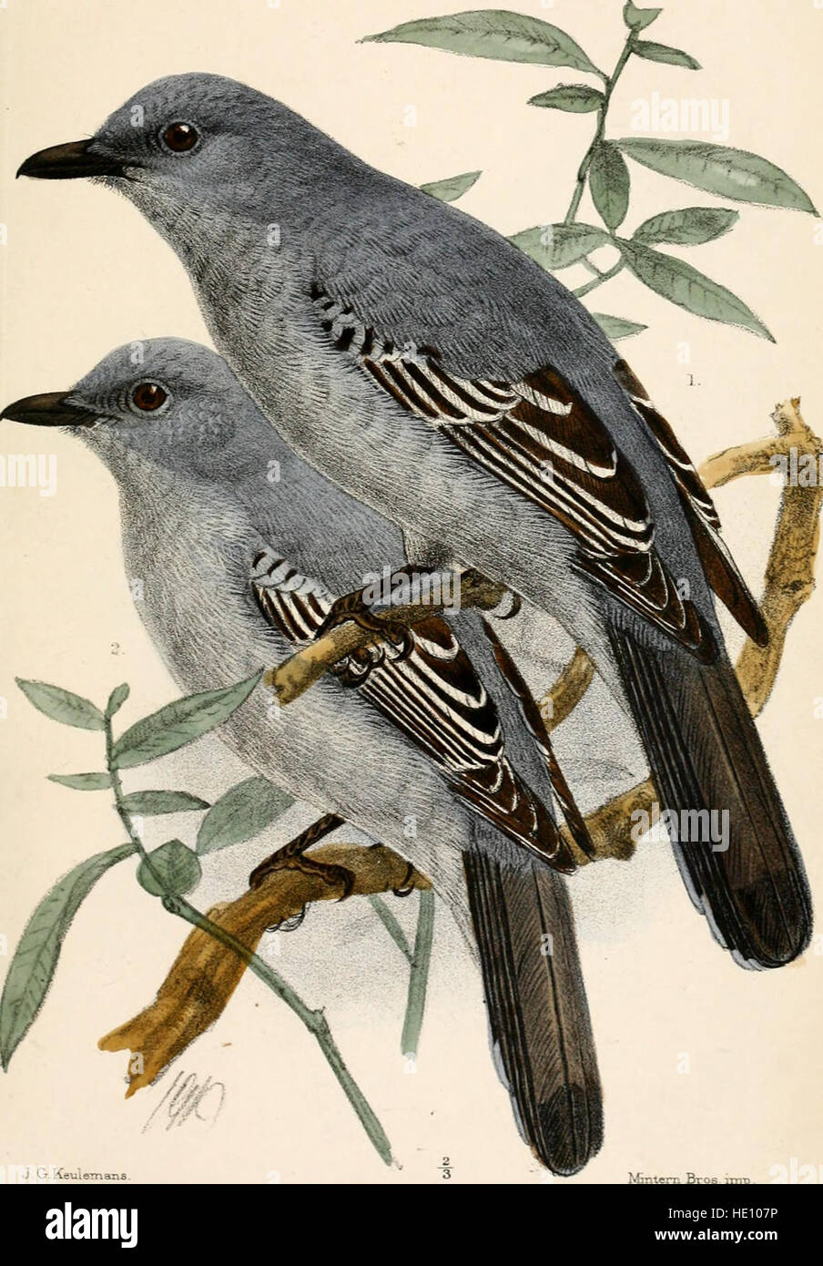 This 1879 catalog lists and describes the bird species held at the ...