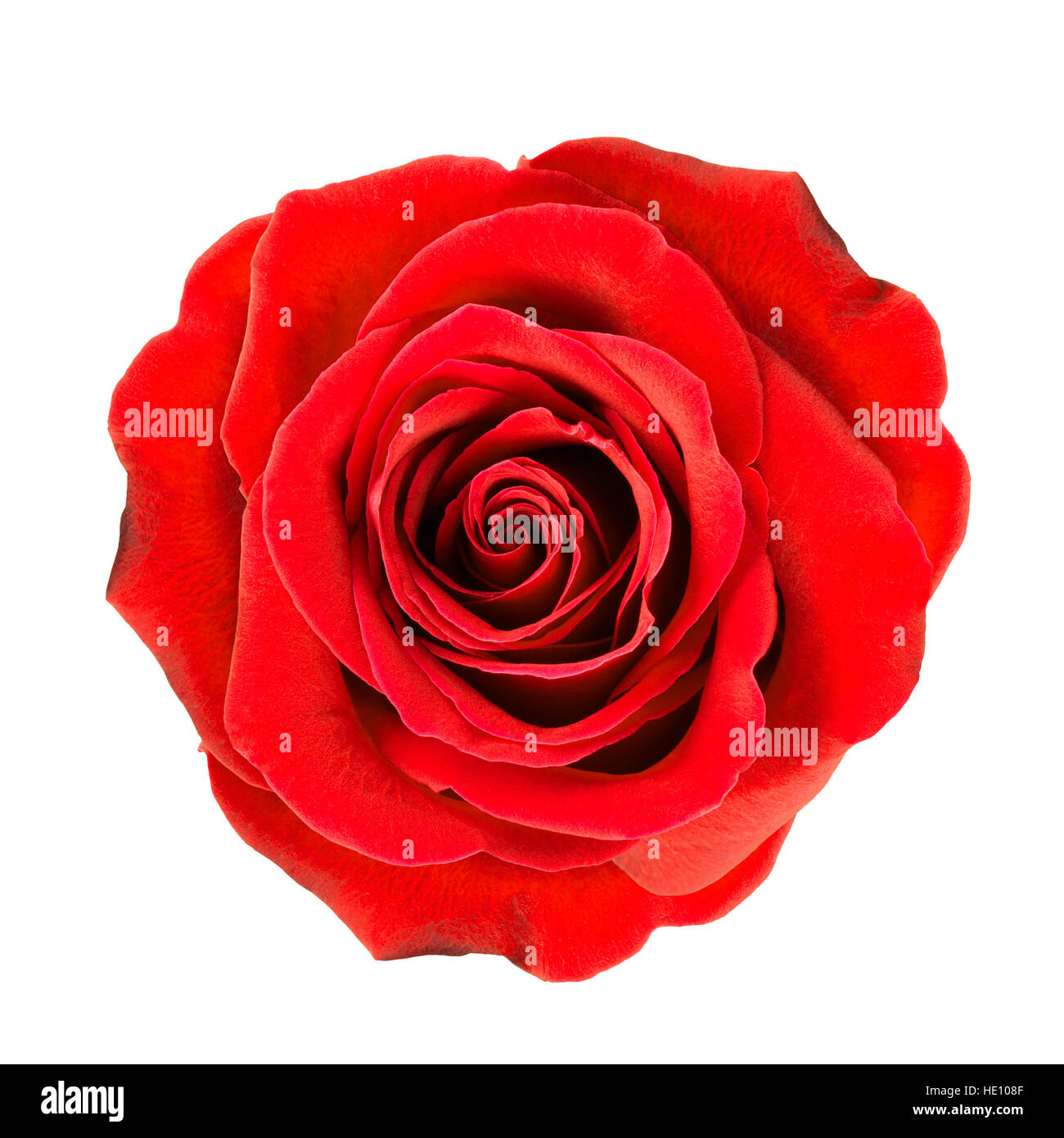 Dark red rose flower close up isolated on white Stock Photo - Alamy