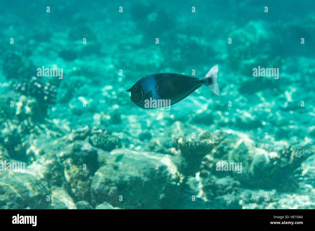 Unicorn fish hi-res stock photography and images - Alamy