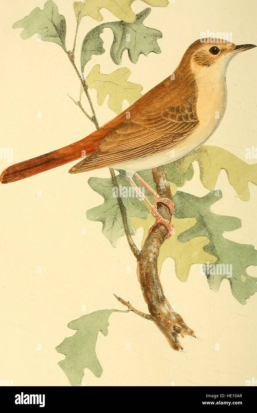 'Coloured Illustrations of British Birds and Their Eggs' (1844 ...