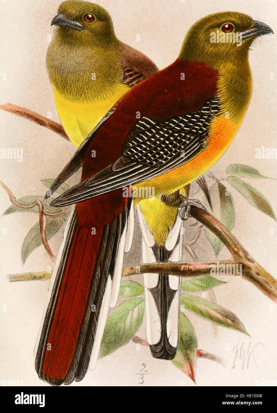 This catalog from 1892 provides a comprehensive listing of the bird ...