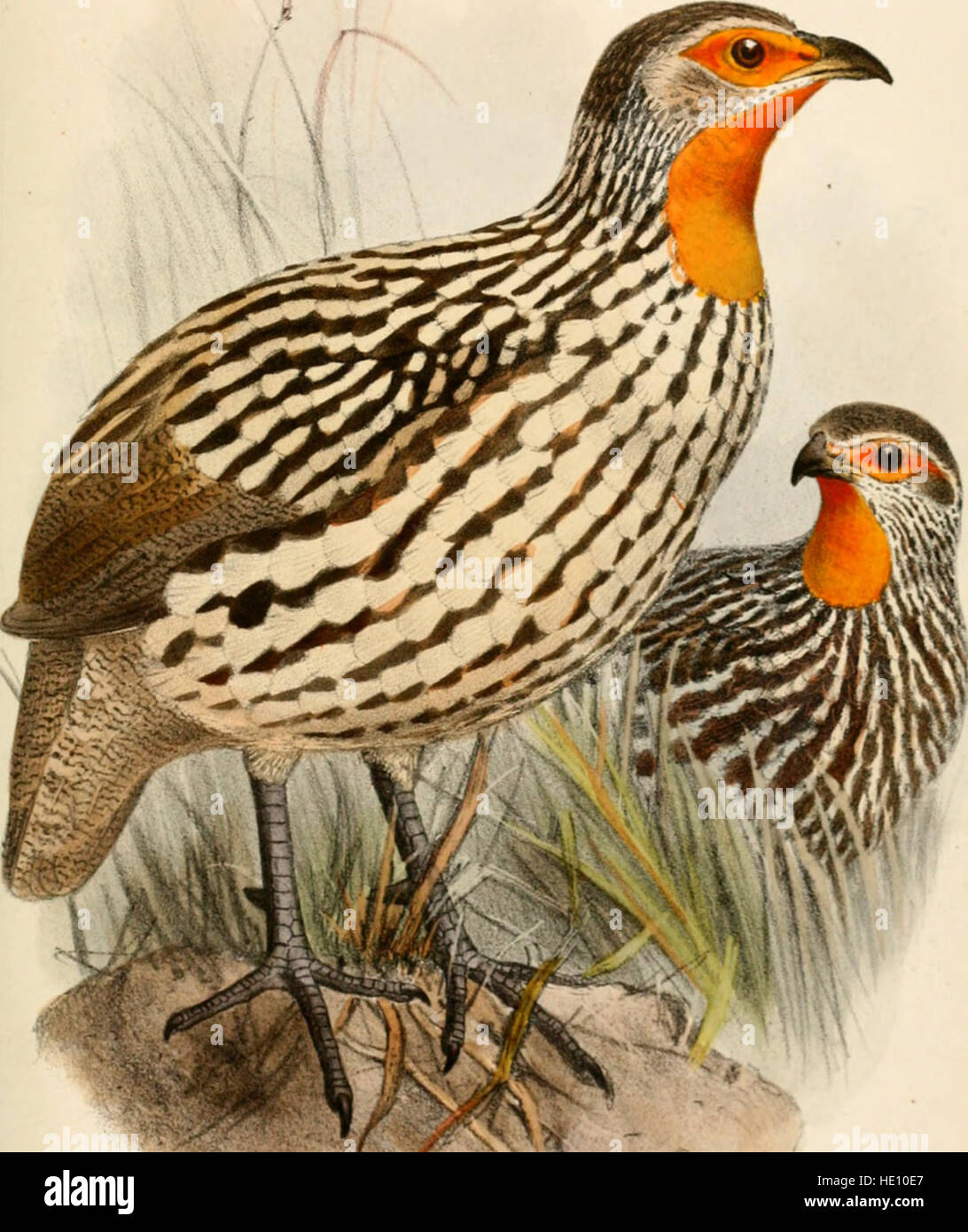 This catalog, published between 1893 and 1893, lists the bird species ...