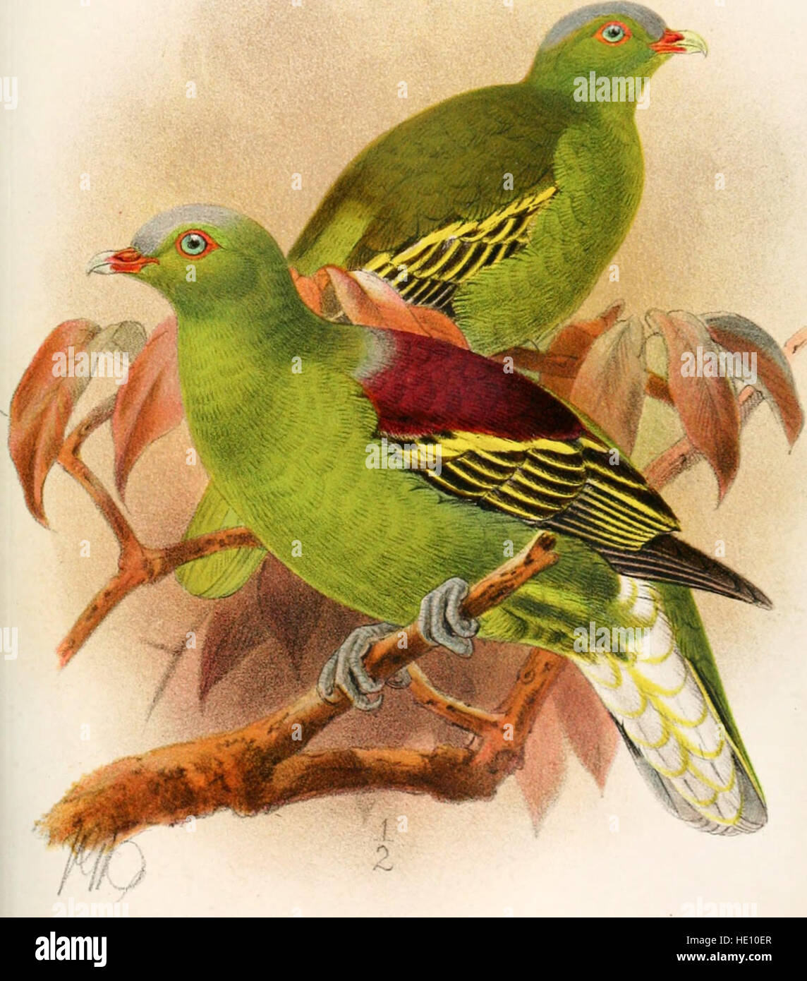 'Catalogue of the Birds in the British Museum' (1893) is a ...
