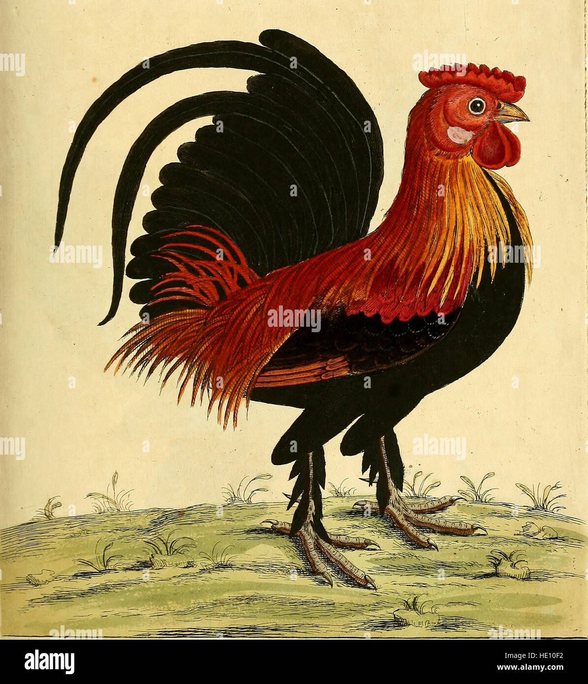 *A Natural History of Birds* (1731) is a detailed study of bird species ...