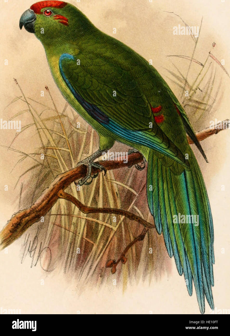 Catalogue of the Birds in the British Museum (1891 - 1891 Stock Photo ...