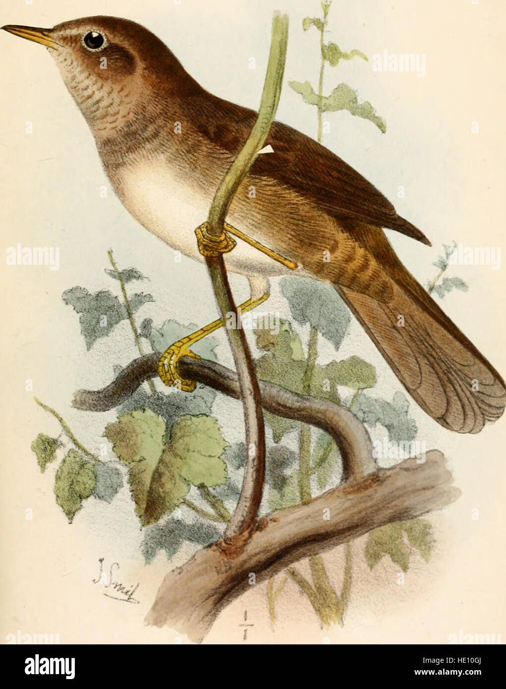 *Catalogue of the Birds in the British Museum* (1883) provides a ...