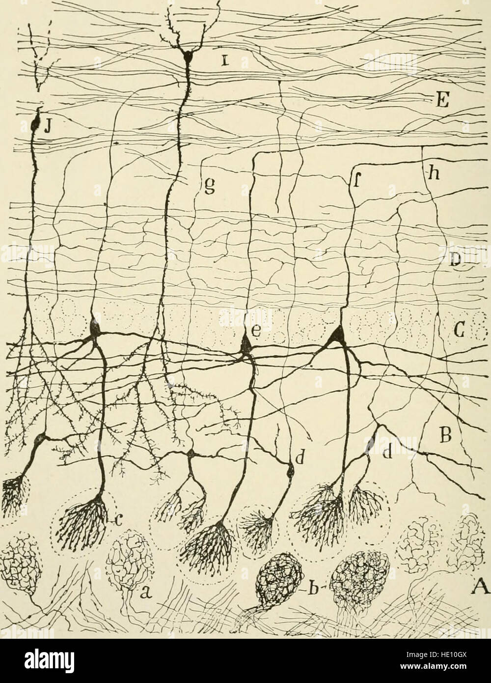 Development of the nervous system hi-res stock photography and images ...