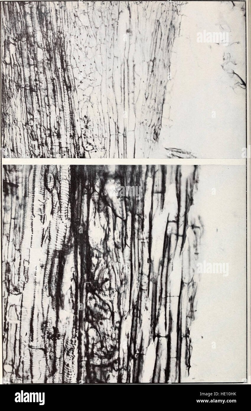 *The Structure and Development of Crown Gall* (1912) examines the ...