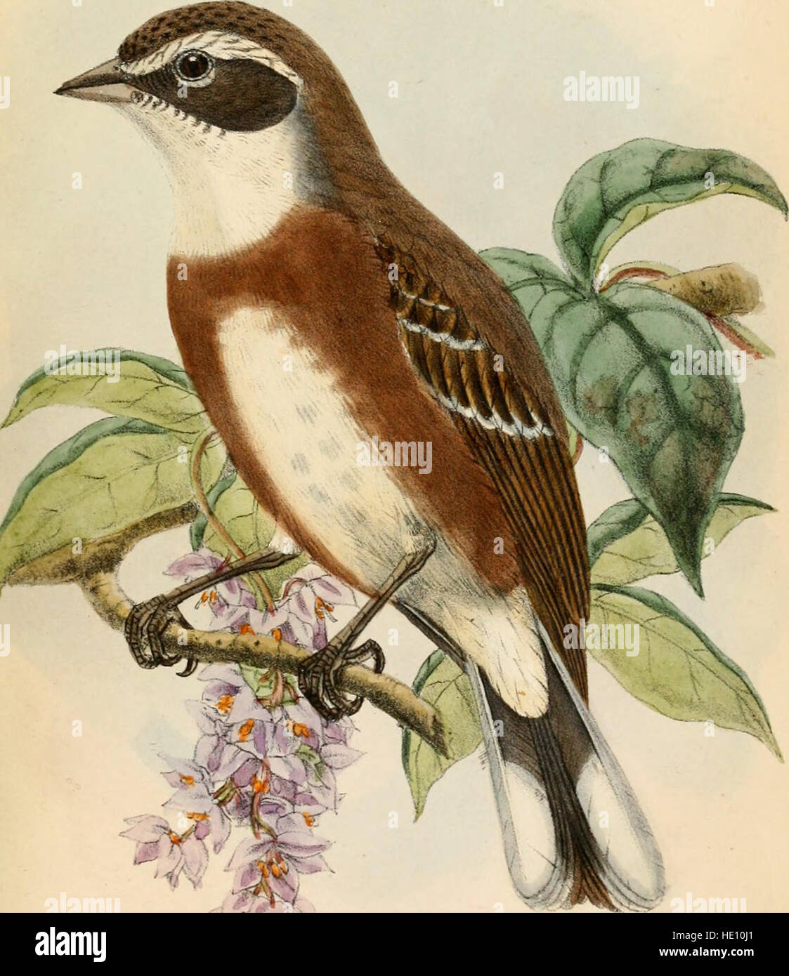 The 'Catalogue of the Birds in the British Museum' (1888) is a ...