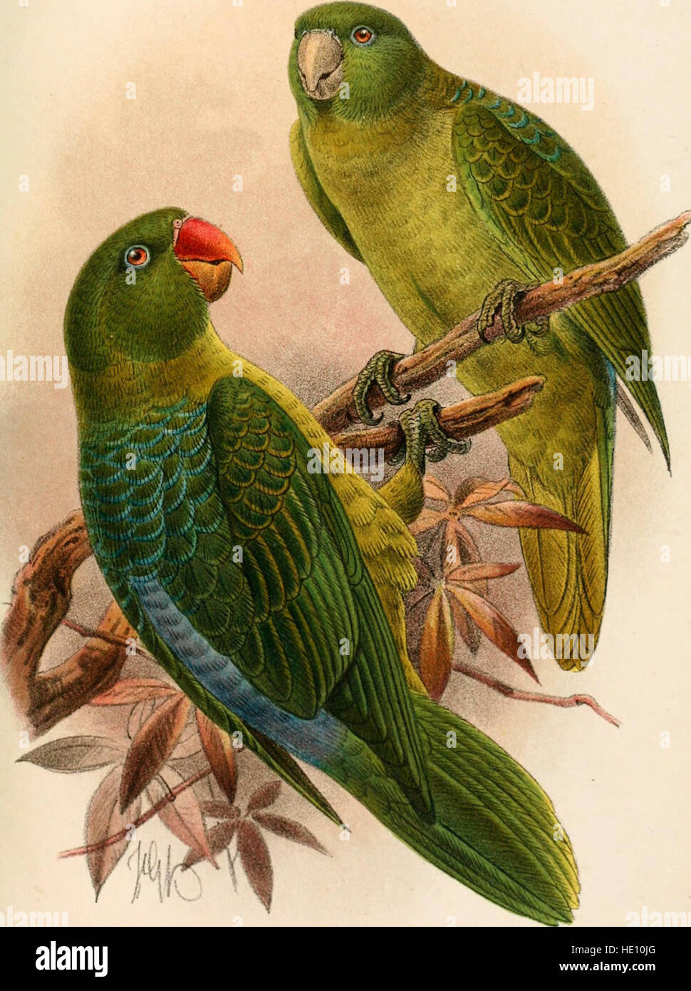 The *Catalogue of the Birds in the British Museum* (1891) is a ...