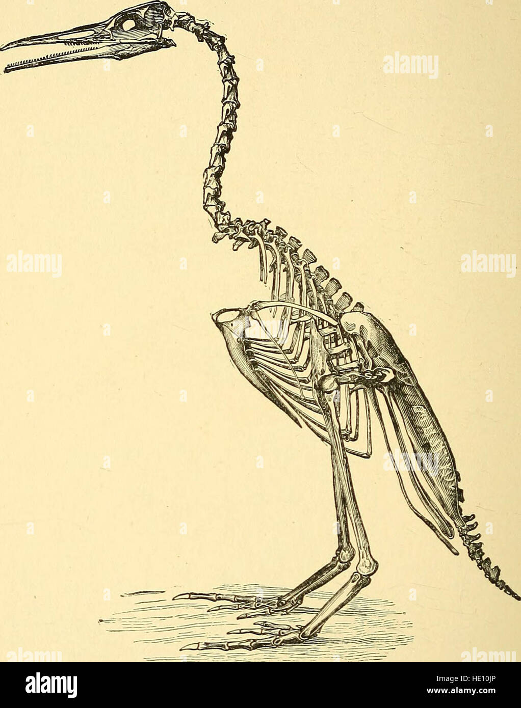 This 1896 guide provides detailed descriptions of fossil mammals and ...