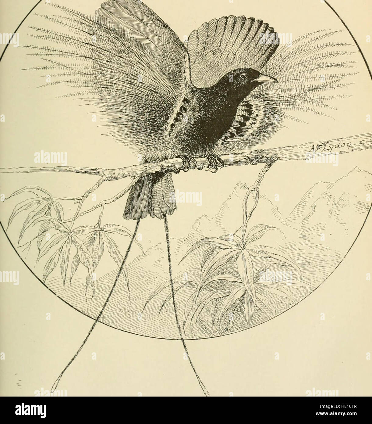 *Foreign Birds for Cage and Aviary* (1910) provides a guide to the care ...