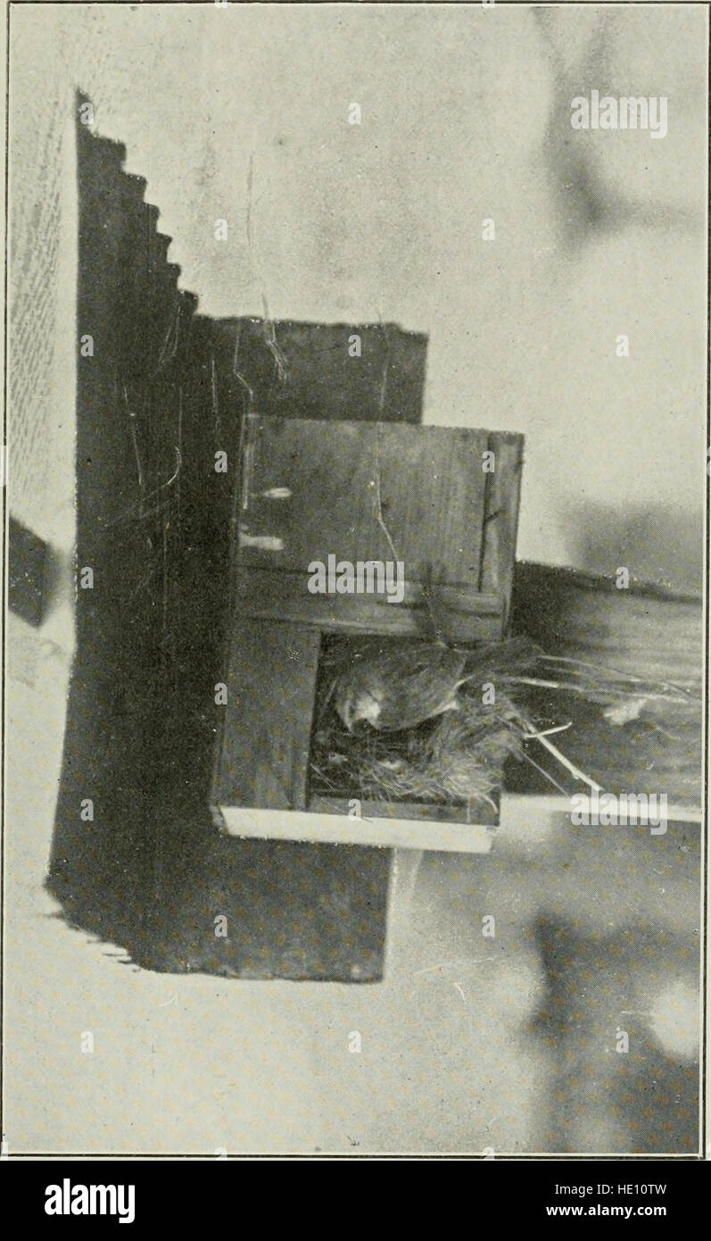 'Bird Notes' (1923) presents observations on bird species, their ...