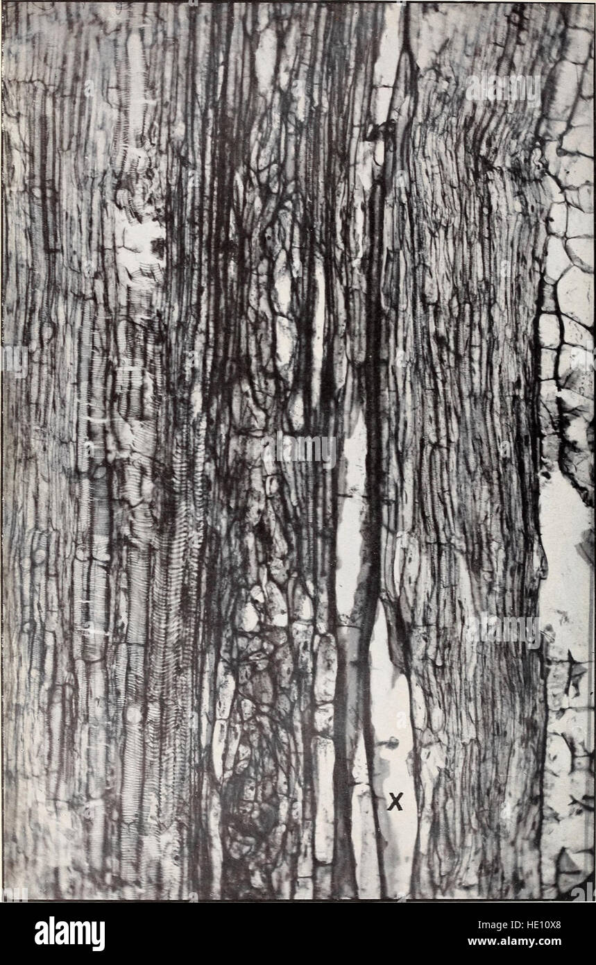 This 1912 study examines crown gall, a plant disease caused by ...