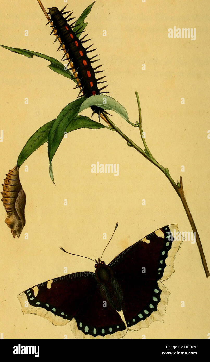 This work provides a thorough examination of British insects, including ...