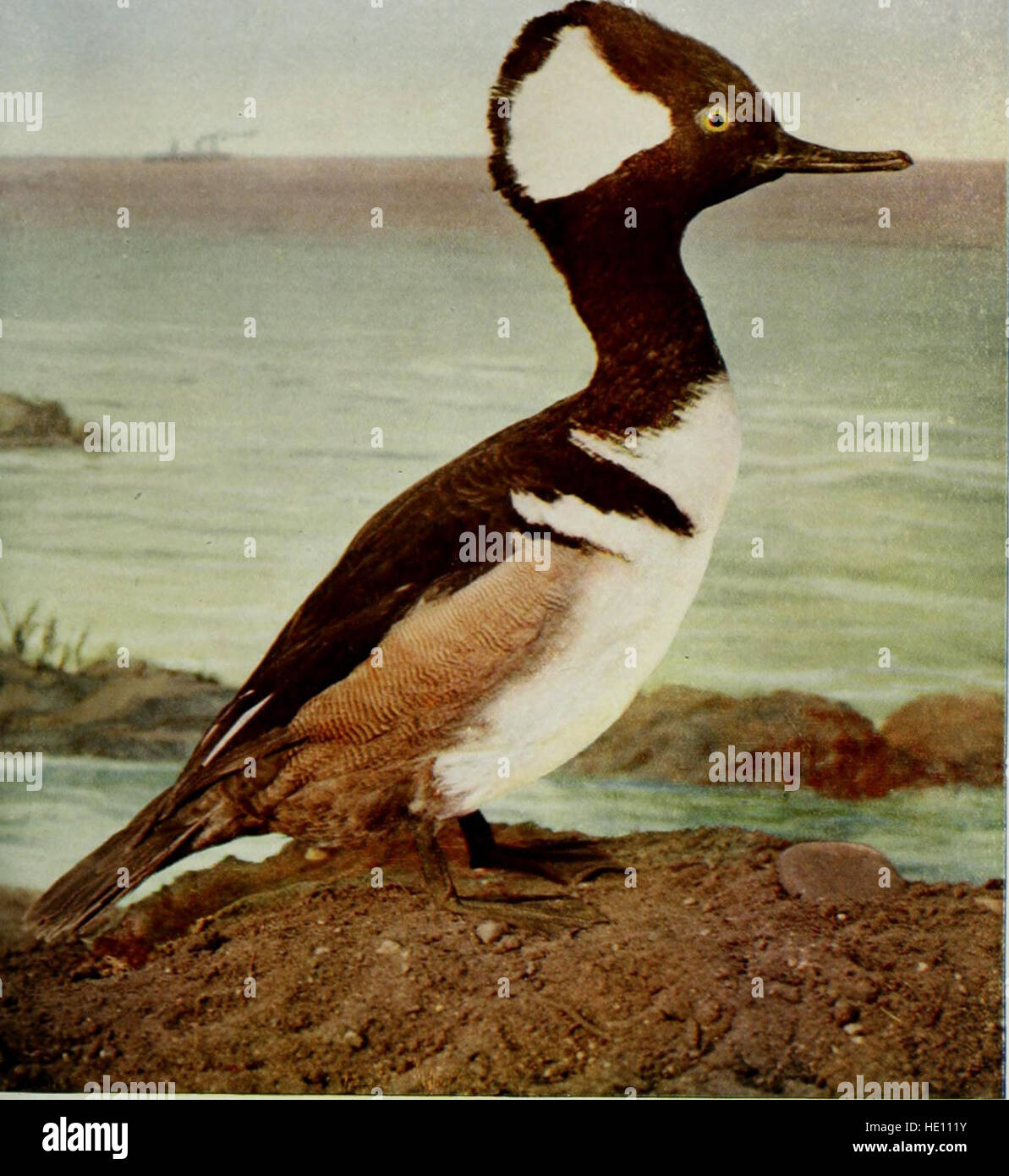 This work showcases various natural subjects including birds, plants ...