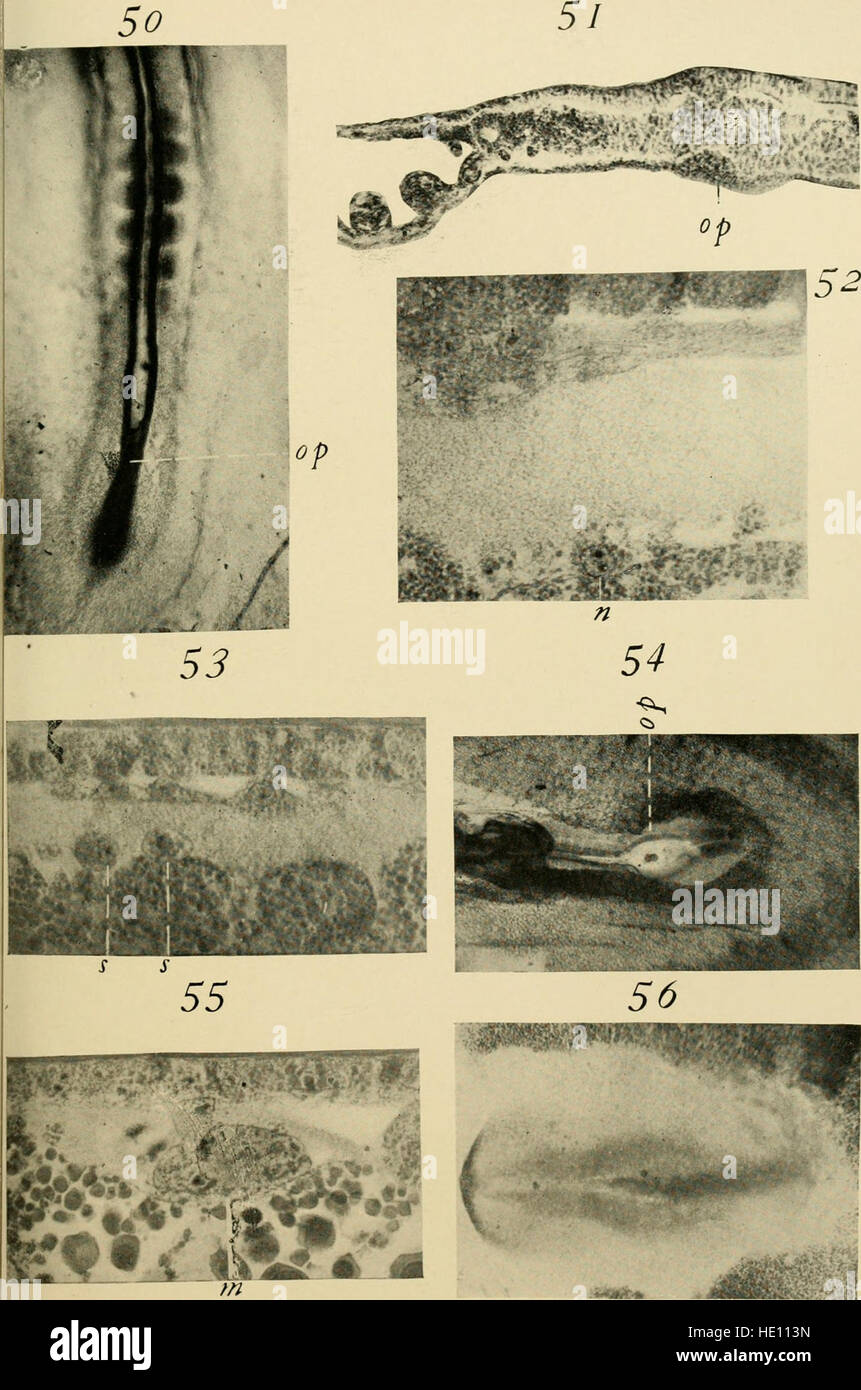 The *Journal of Morphology* (1909) publishes scientific research on the ...