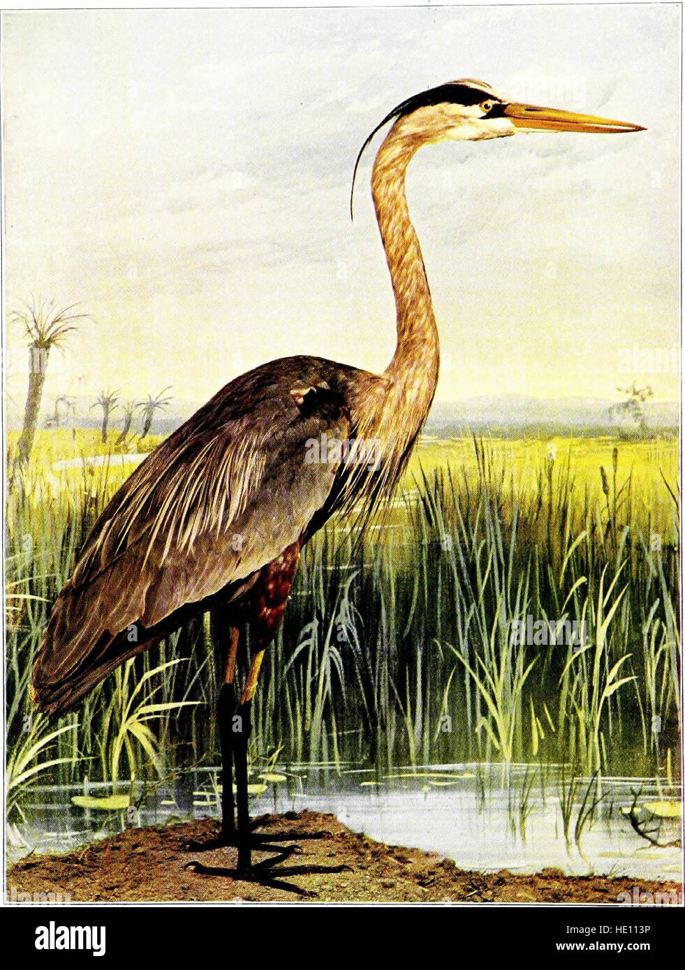 'Birds That Hunt and Are Hunted' (1898) provides detailed life ...