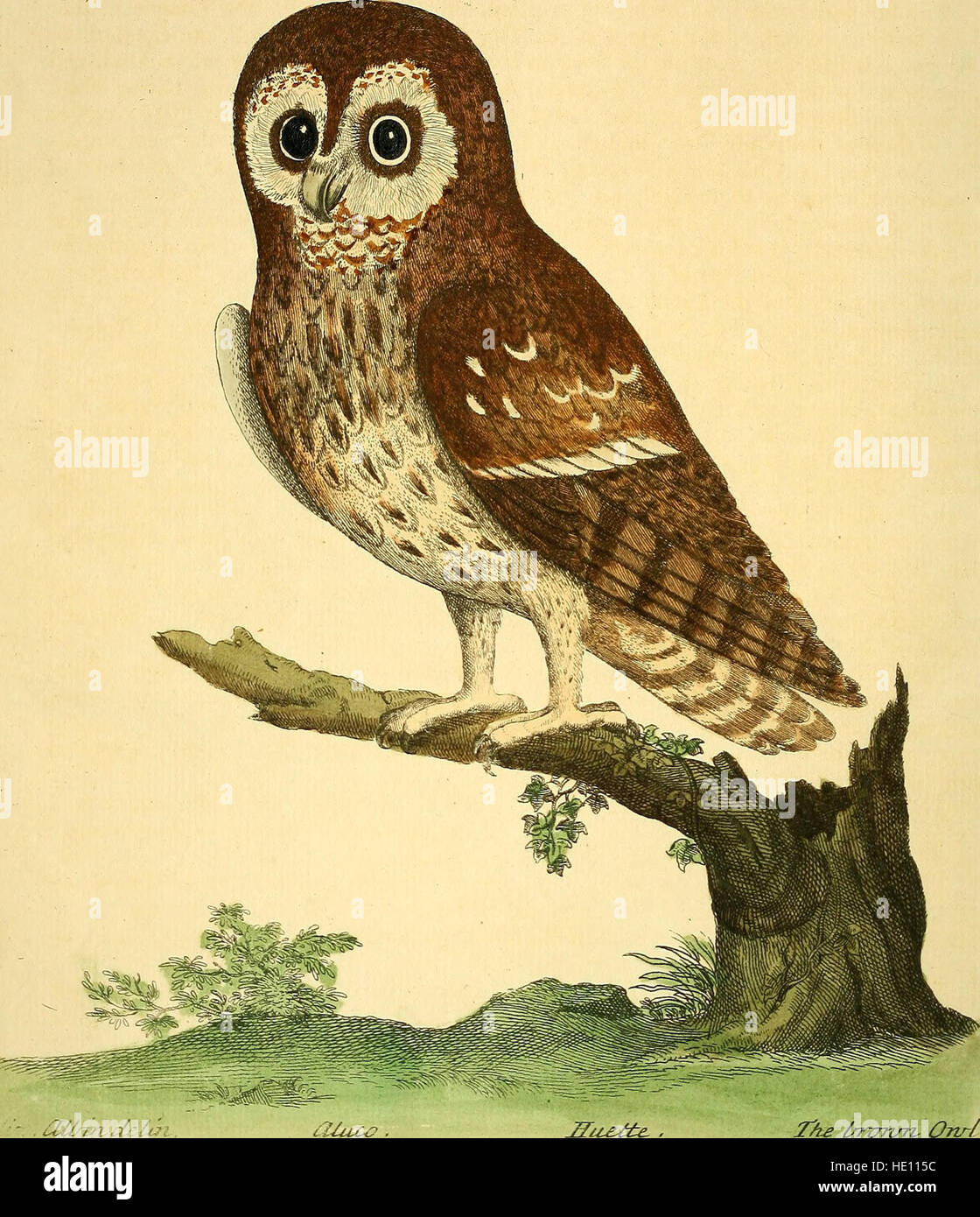 This 1731 work presents a natural history of birds, with 101 ...