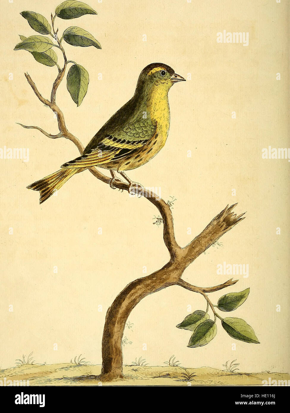 This 1731 work is a natural history of birds, featuring 101 copper ...