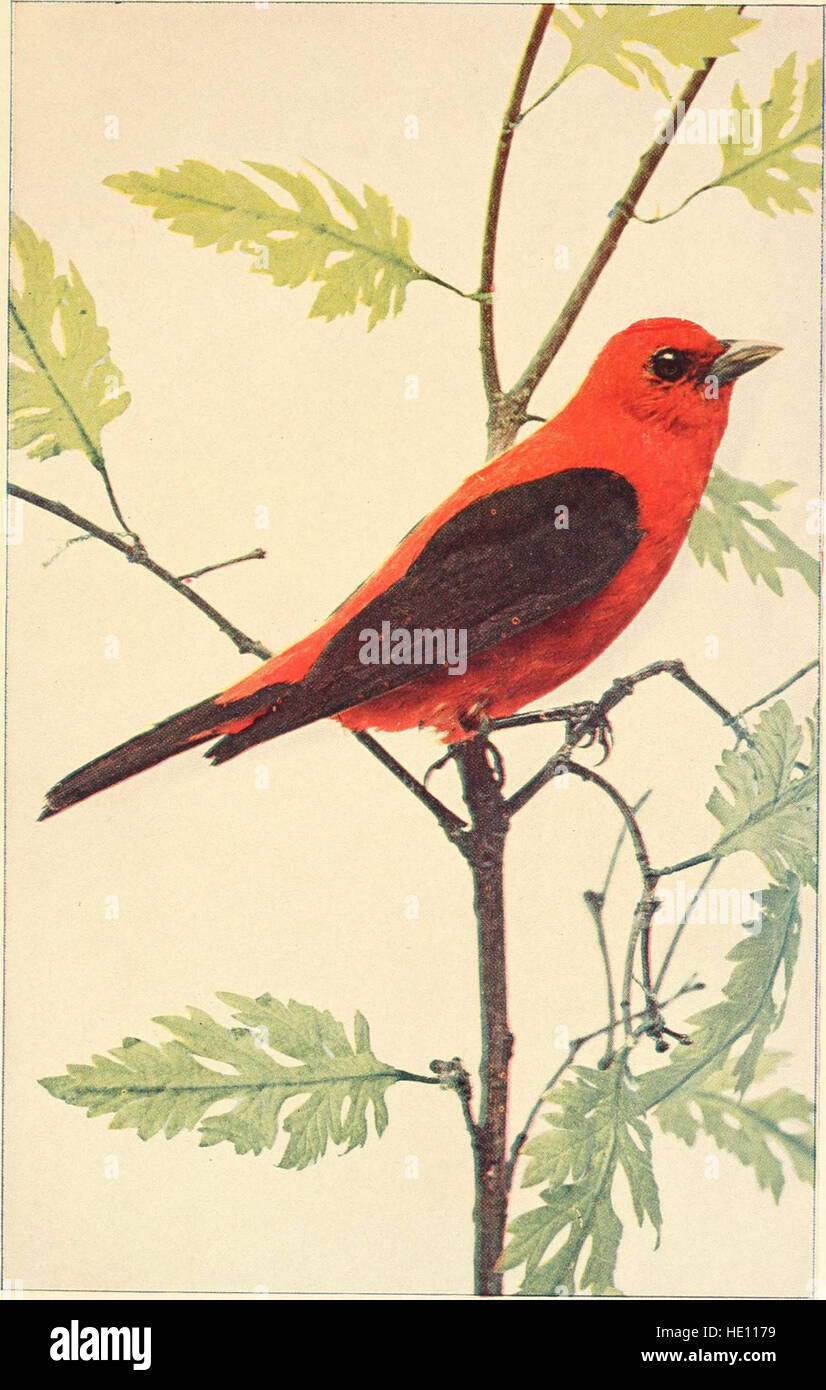 The first book of birds; (1899 Stock Photo - Alamy
