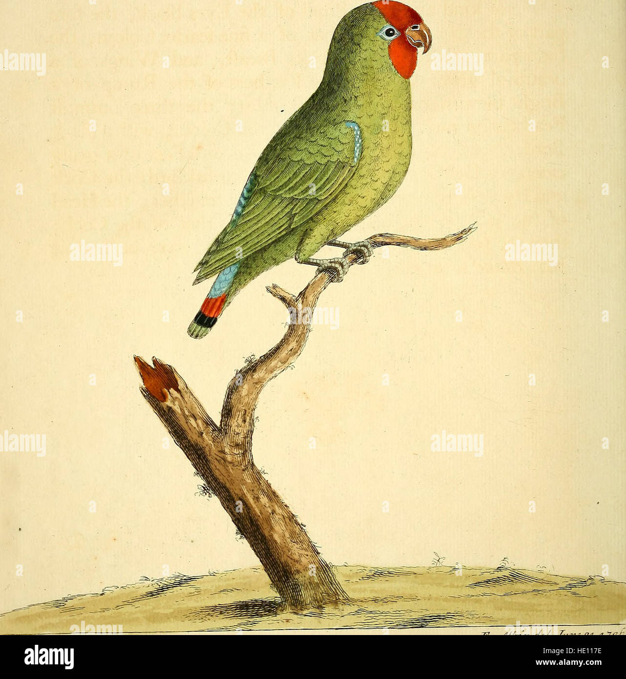This 1731 work offers a comprehensive natural history of birds ...