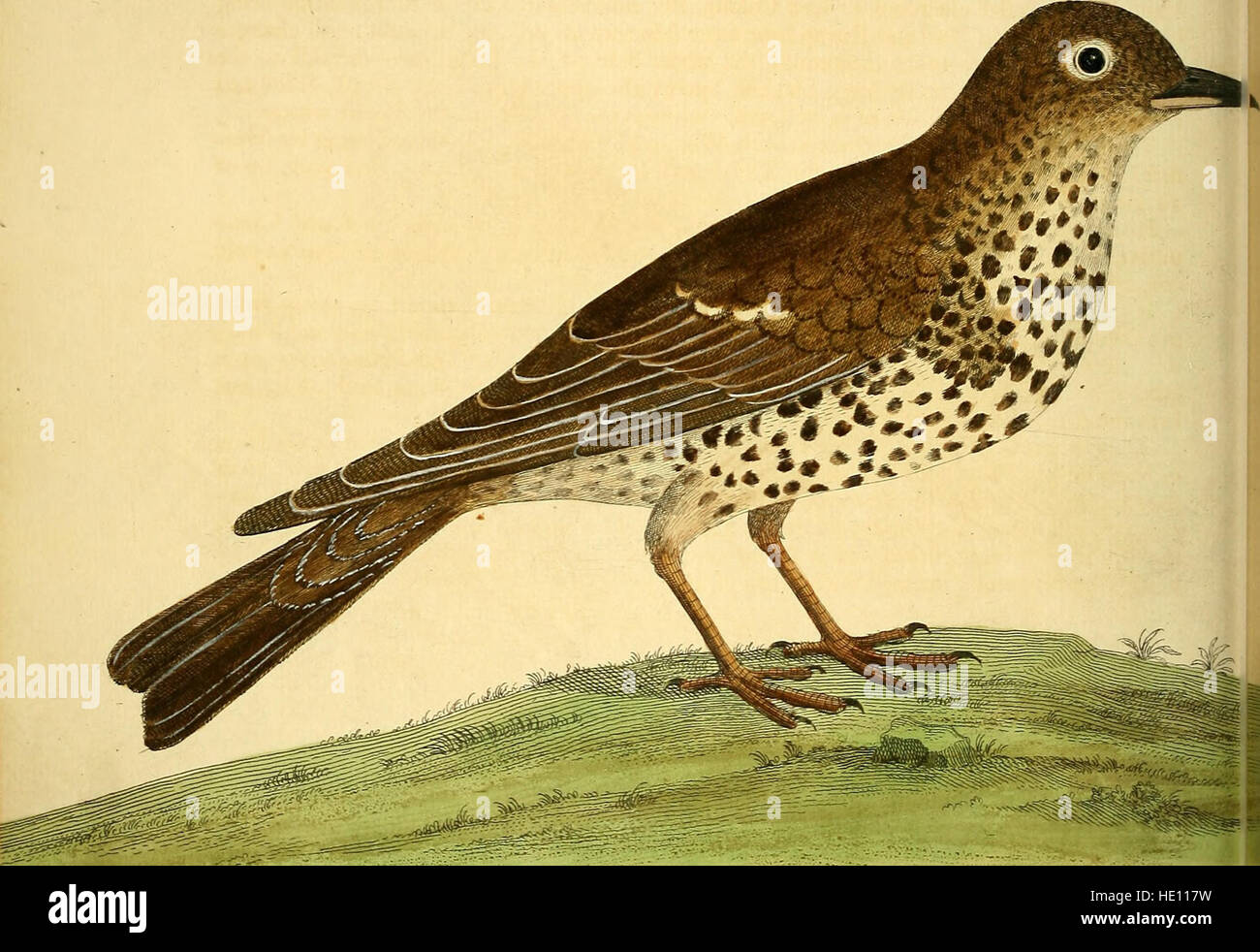 This 1731 work provides a detailed account of various bird species ...